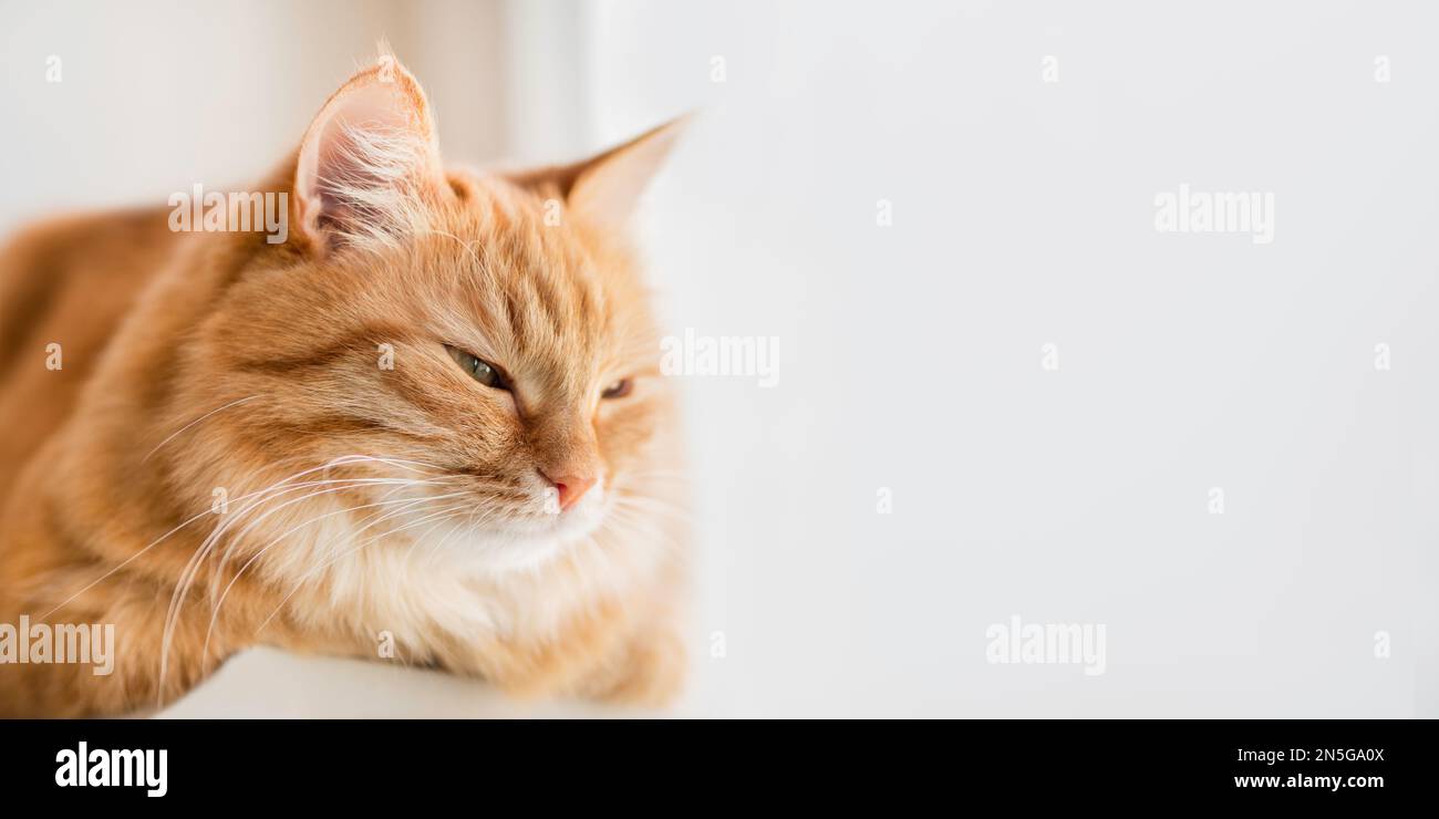Sleepy ginger cat relaxes on window sill. Fluffy pet has a nap in ...