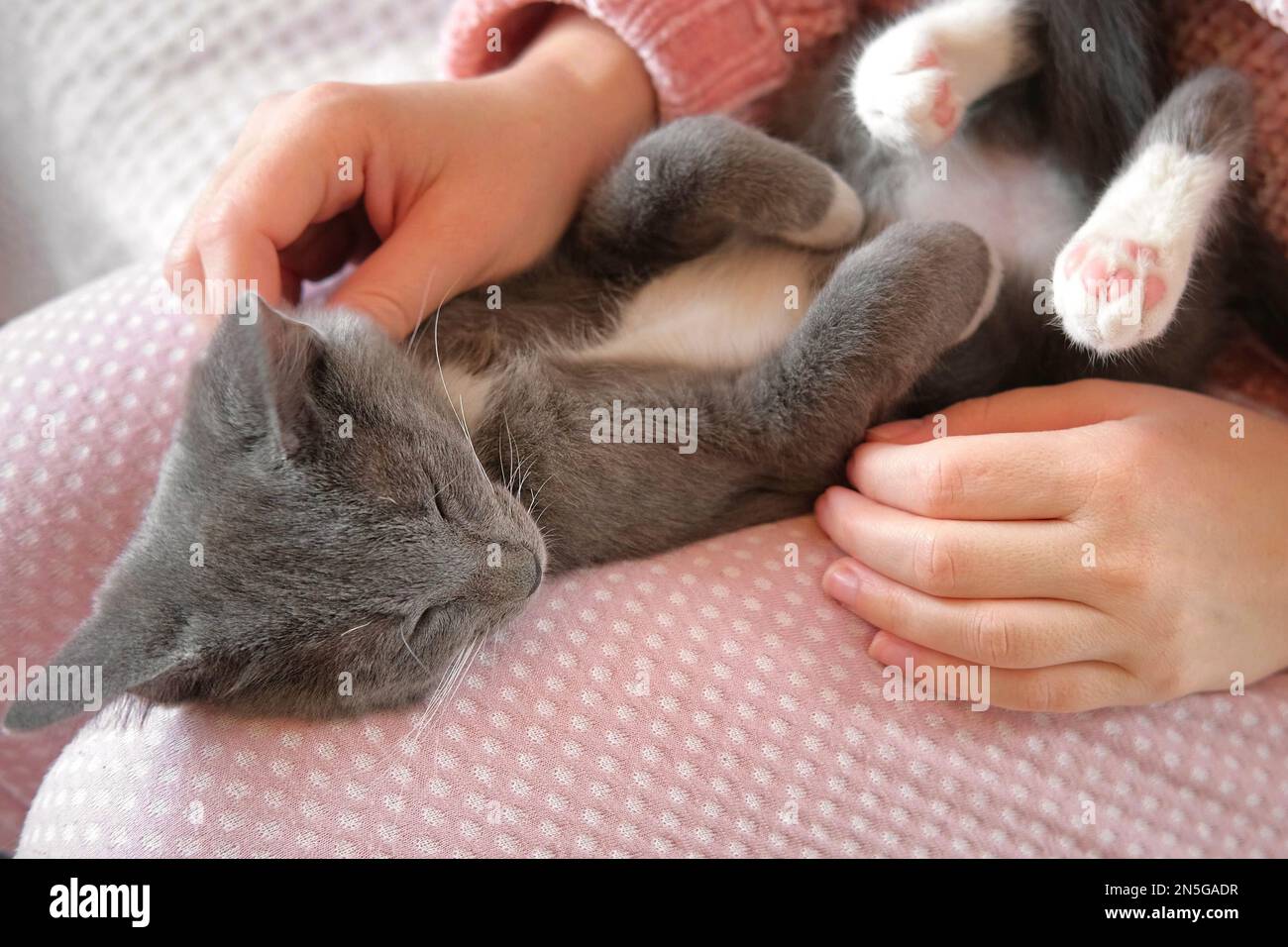 Muzzle knee hi-res stock photography and images - Alamy