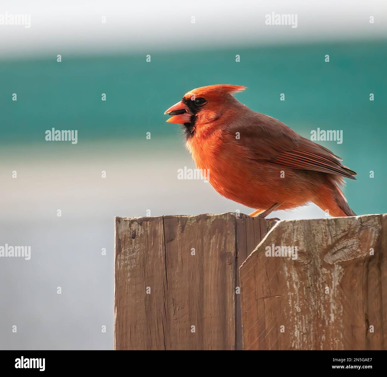 Cardinal bird on a fence hi-res stock photography and images - Alamy