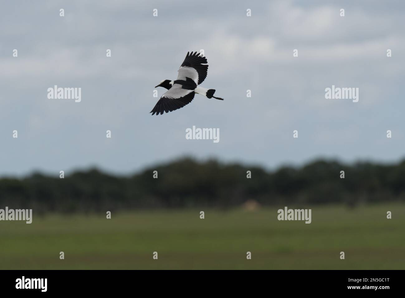 Bird in Flight Stock Photo - Alamy
