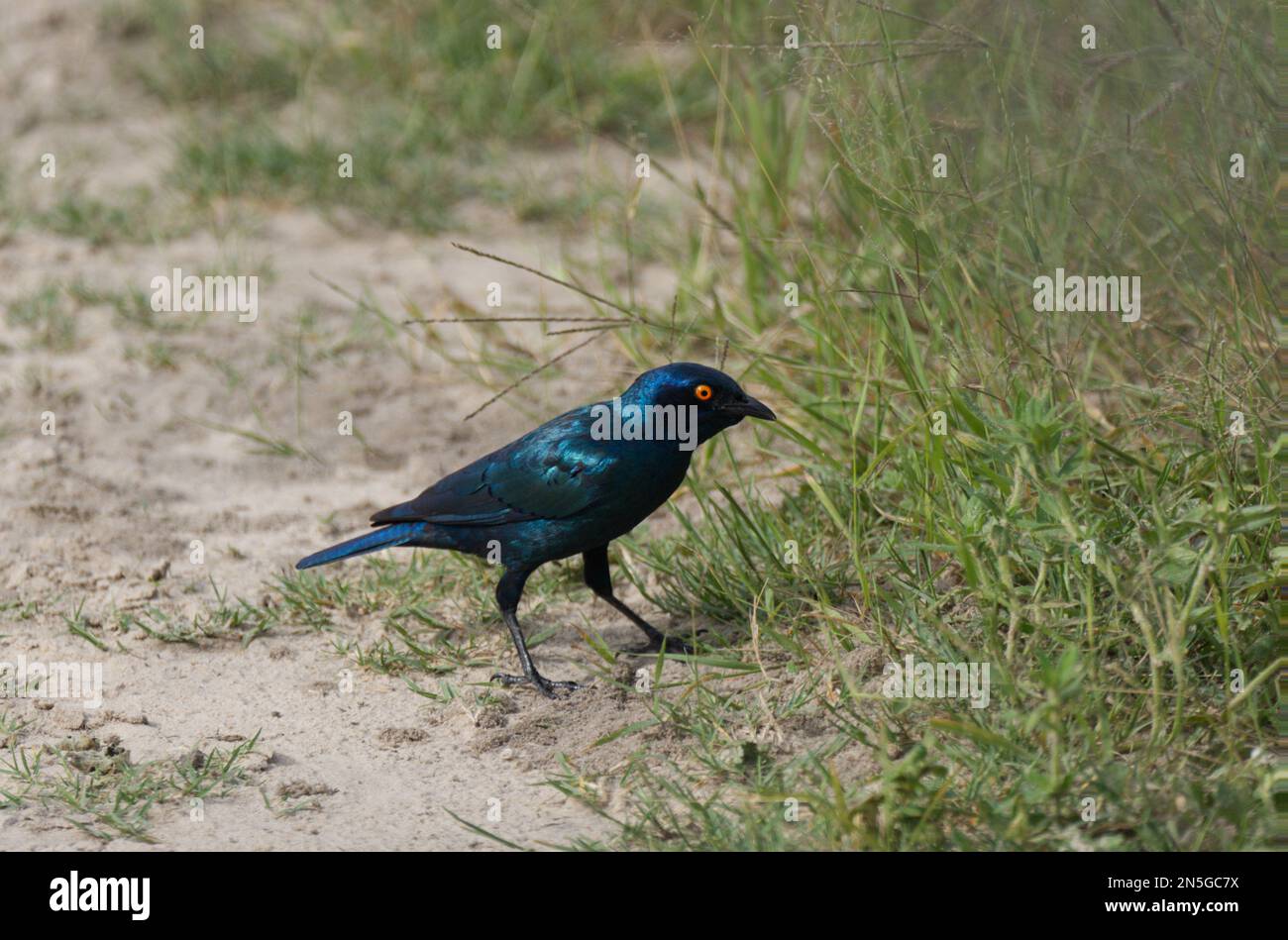 Pale Winged Starling Stock Photo - Alamy