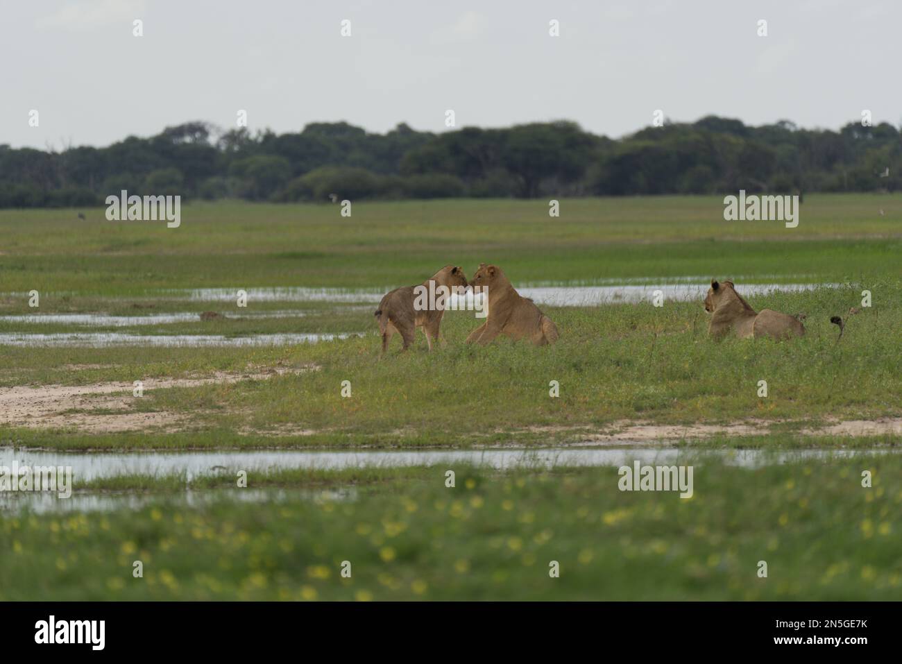Lions at play in the wild Stock Photo - Alamy