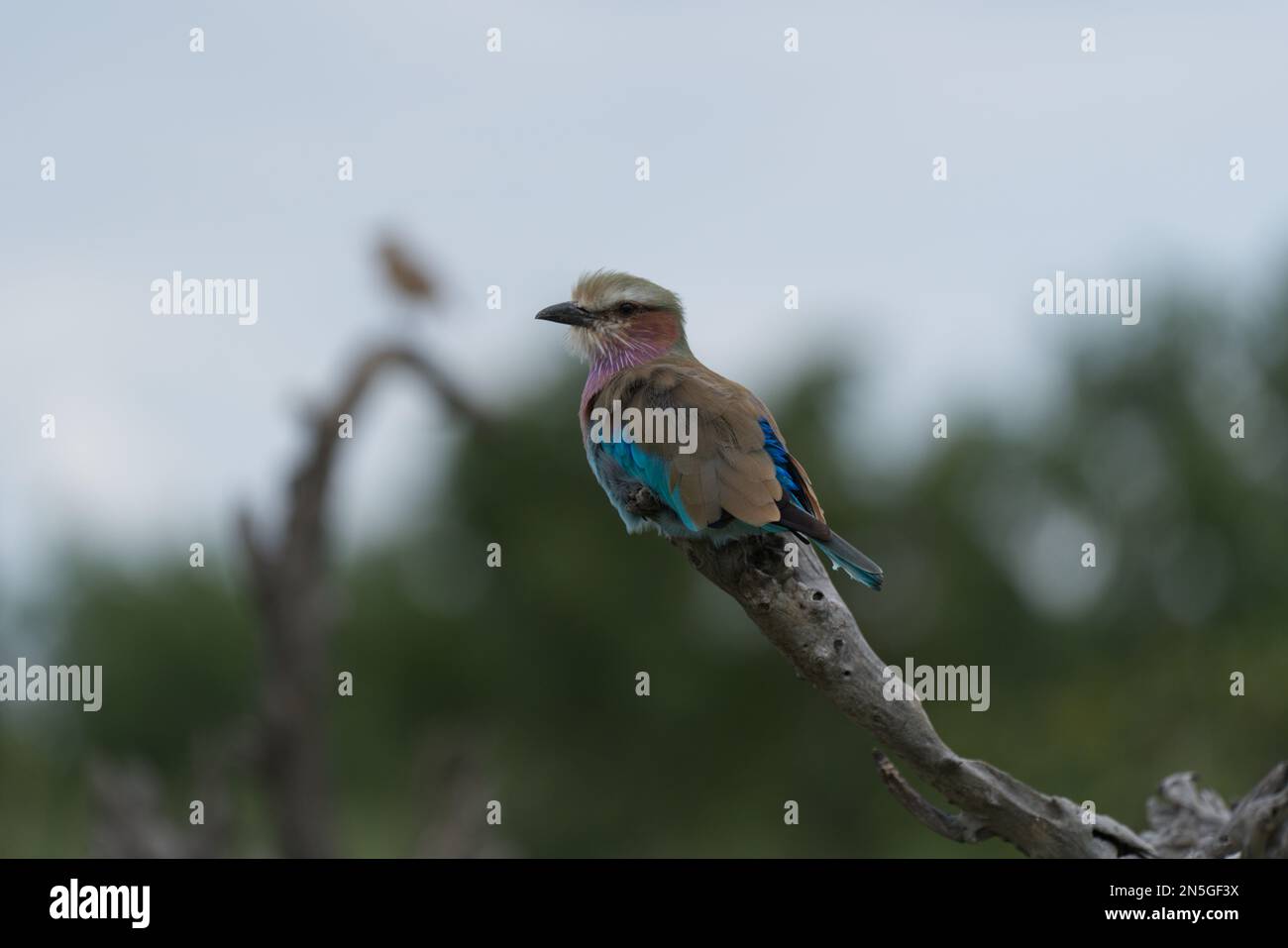Small coloured bird hi-res stock photography and images - Alamy