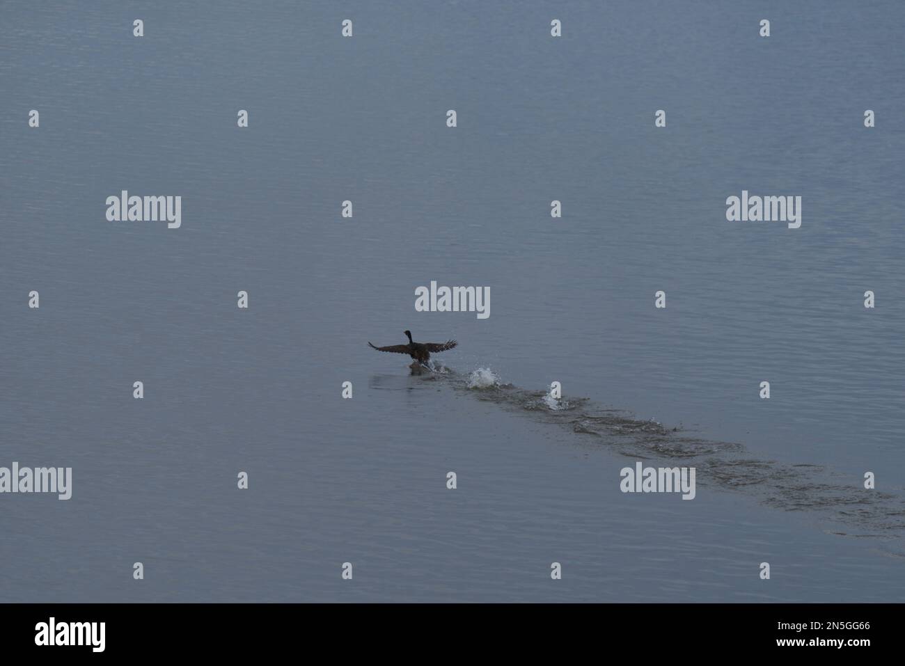 Bird taking off Stock Photo - Alamy