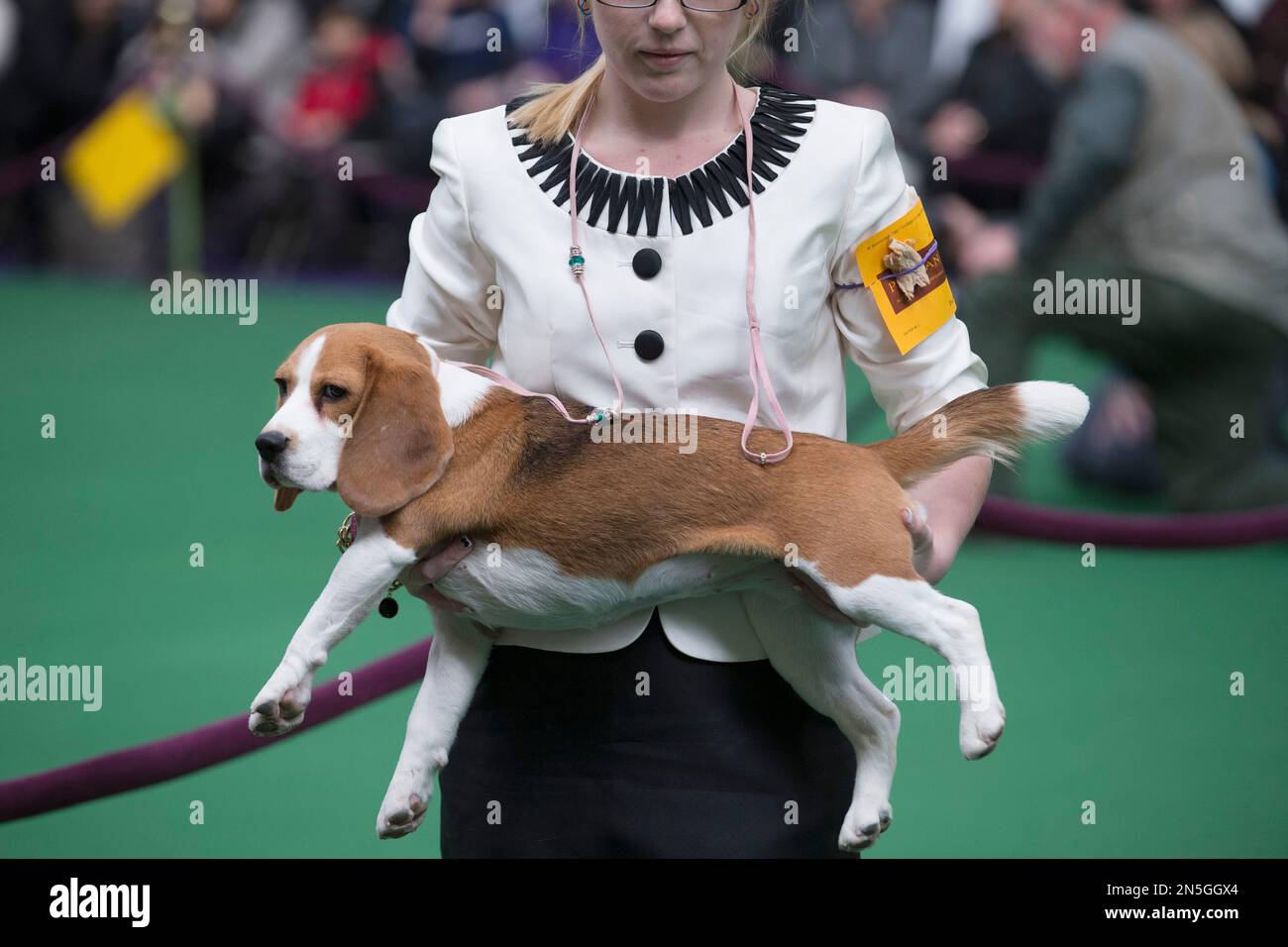 A Beagle is held before being placed on a judging table during the ...