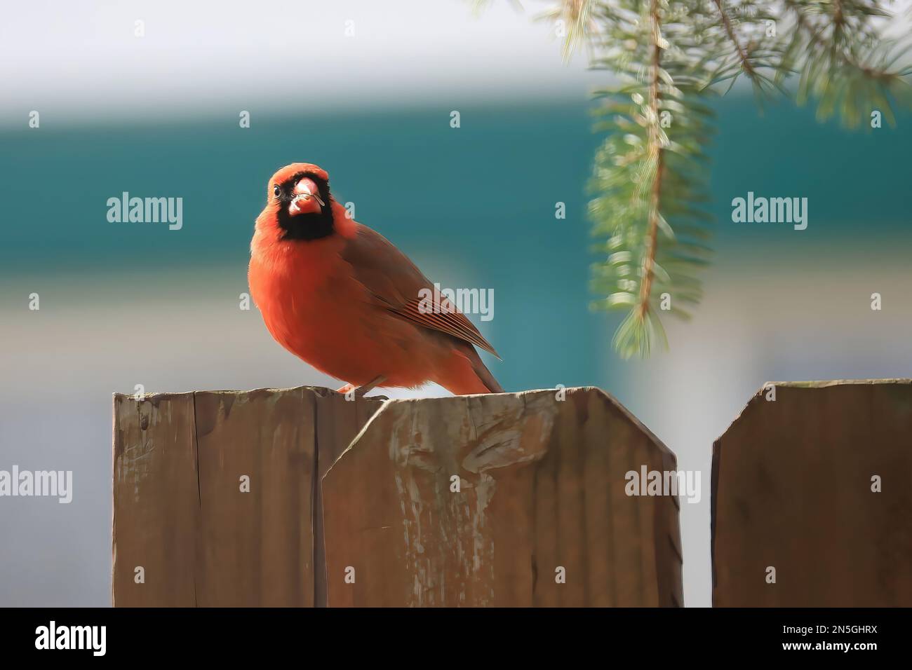 Red male cardinal perched on a wooden fence with part of a sunflower ...