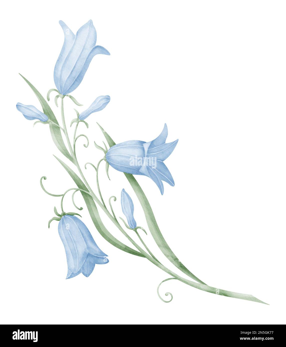 Bell Flower watercolor illustration. Hand drawn botanical drawing of ...