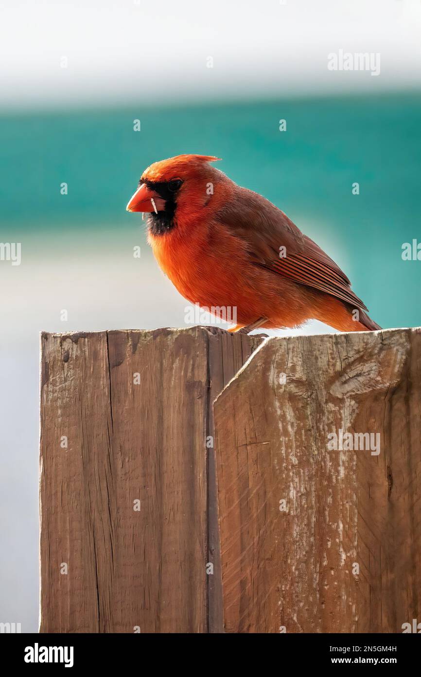 Male northern cardinal perched on a backyard wooden fence on a spring ...