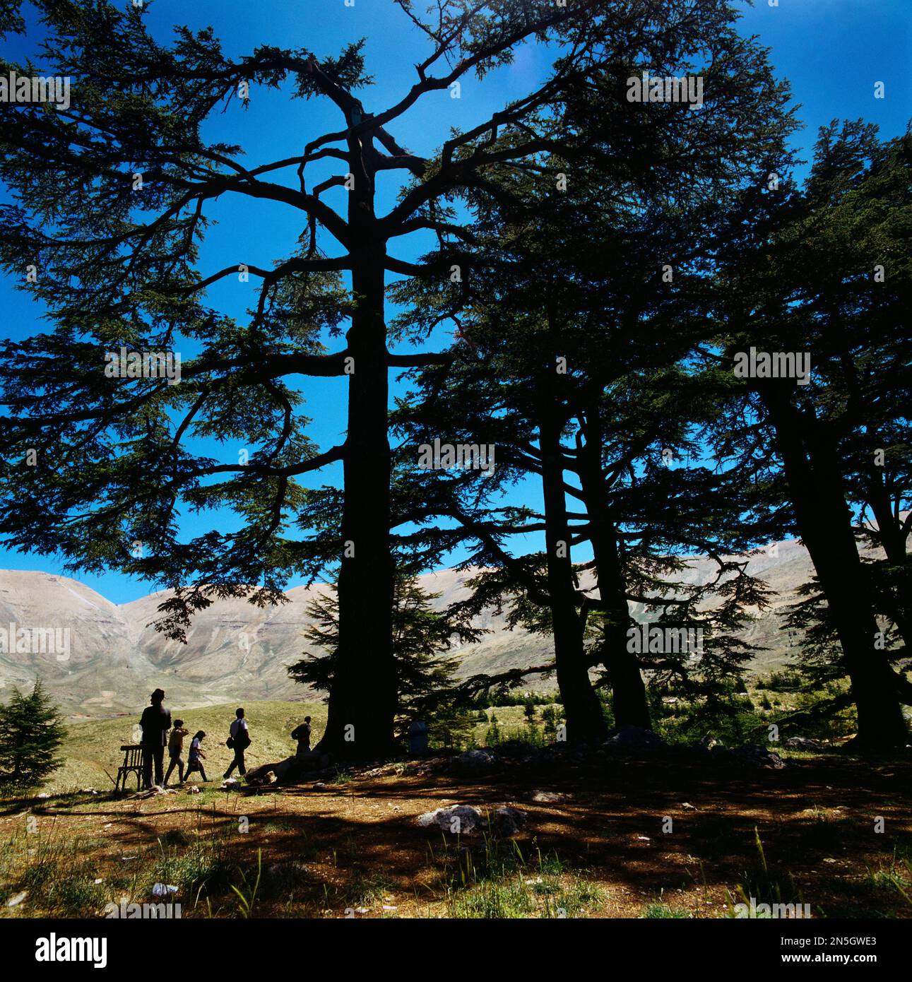 Becharee North Lebanon Family at Le Foret De Dieu The Cedars of God ...
