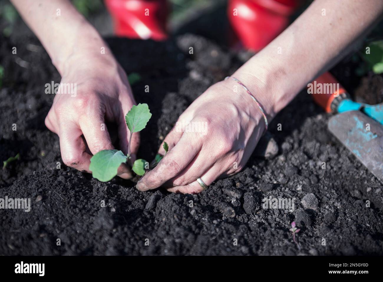 Women planting sapling hi-res stock photography and images - Alamy