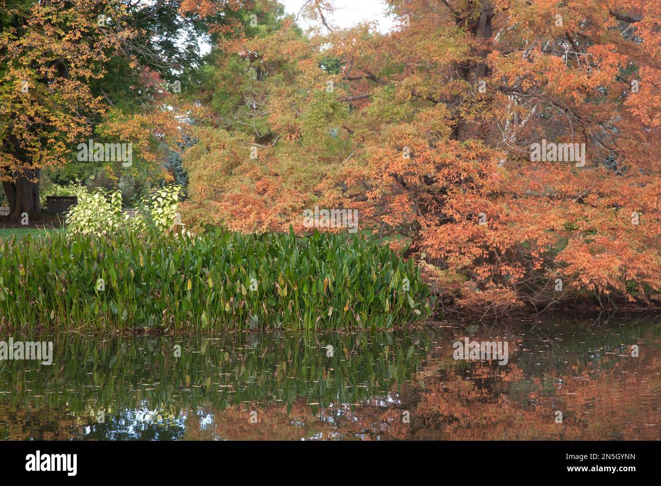 autumn colours wisley surrey england Stock Photo - Alamy