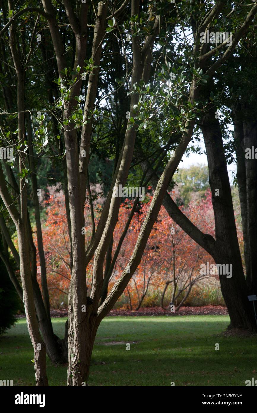 autumn colours wisley surrey england Stock Photo - Alamy
