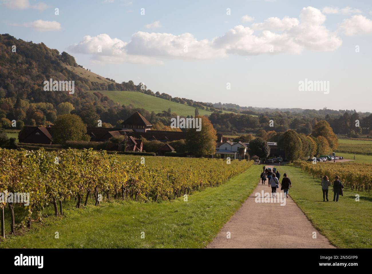 denbies wine estate dorking surrey england Stock Photo - Alamy
