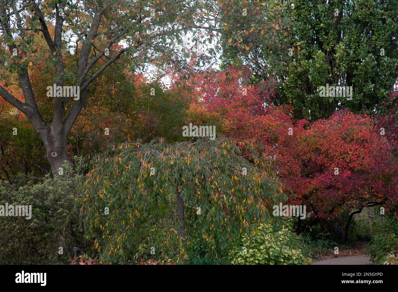 autumn colours wisley surrey england Stock Photo - Alamy