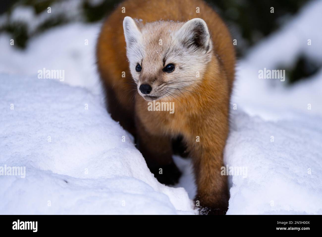 American marten foraging for food during winter in a national park ...