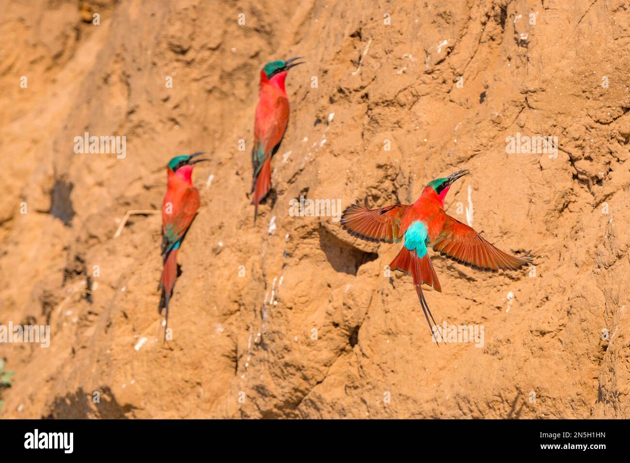 Carmine Bee-eaters Merops nubicoides seen in Zimbabwe's Mana Pools ...