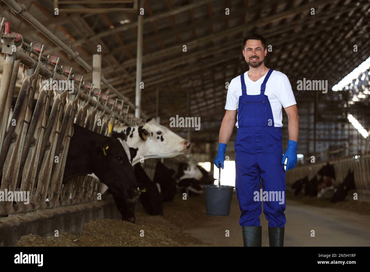 Worker with bucket in cowshed on farm. Animal husbandry Stock Photo - Alamy