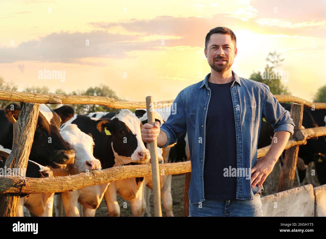 Worker with shovel near cow pen on farm. Animal husbandry Stock Photo ...