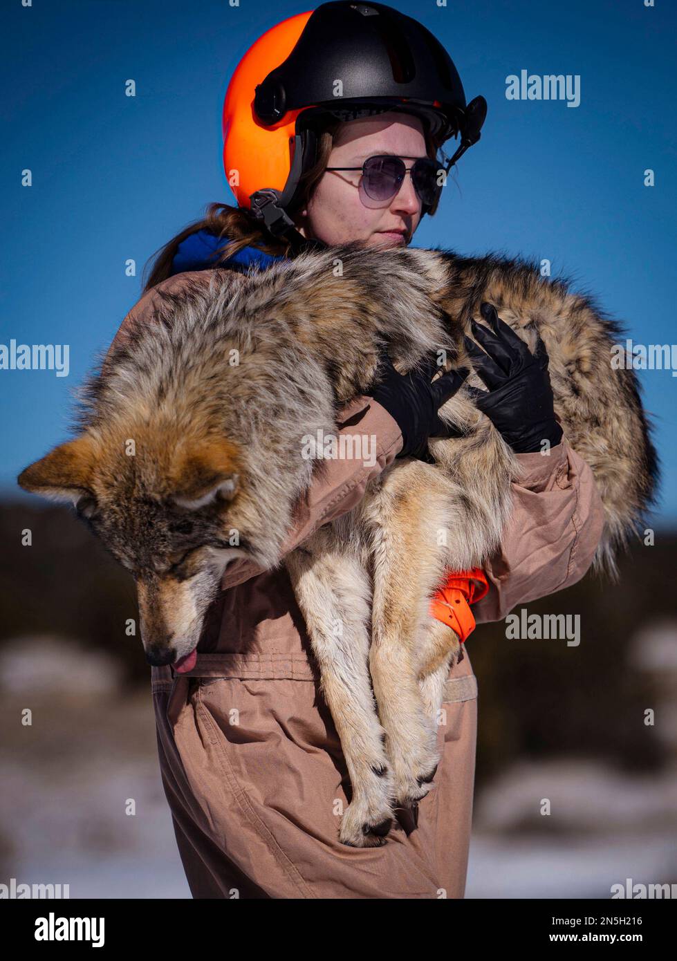 Grace Dougan, volunteer with the U.S. Fish and Wildlife, carries a ...