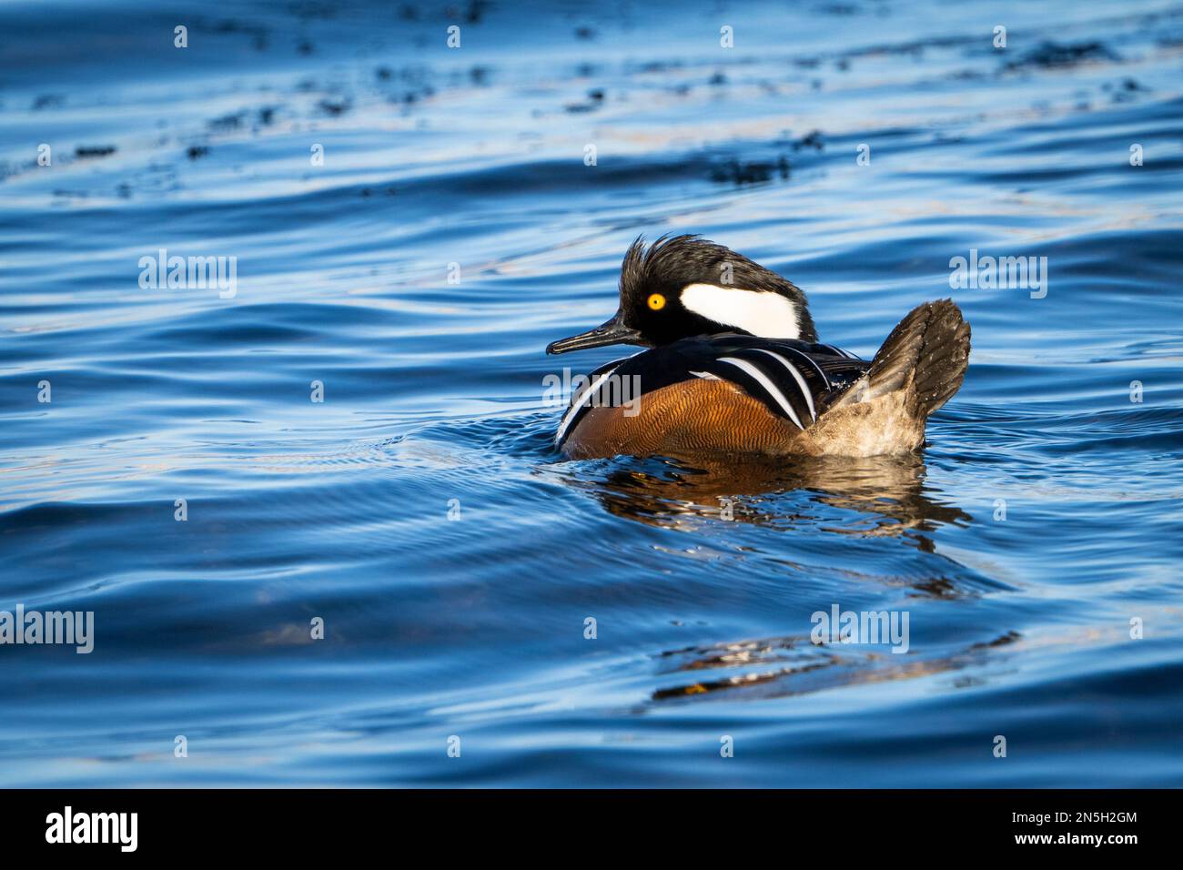 Male hooded merganser duck resting in the freezing waters of the St ...