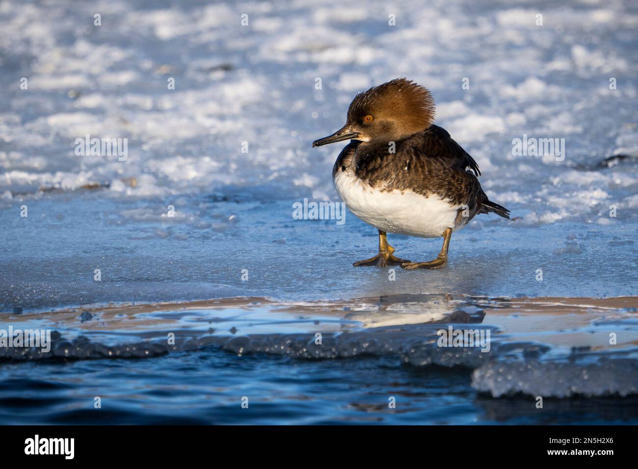 Female hooded merganser resting on the ice cover along the freezing ...
