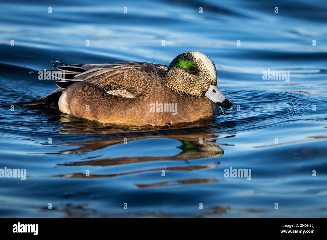 American wigeon duck resting in the freezing waters of the St. Lawrence ...