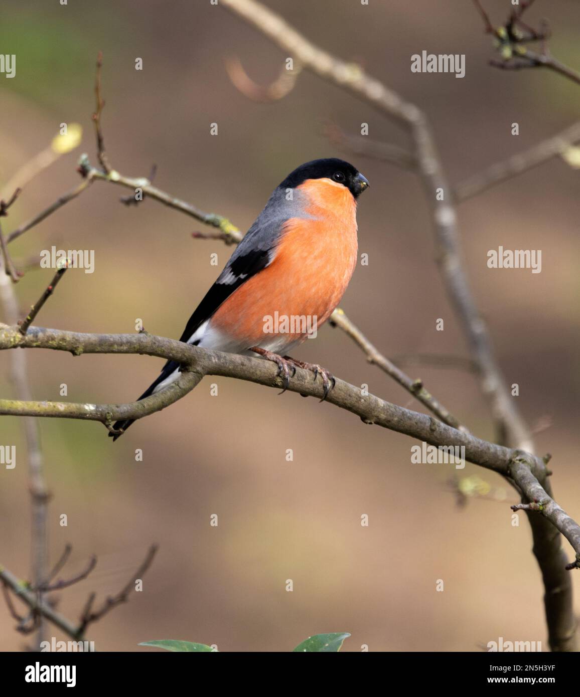 Common birds that visit feeders hi-res stock photography and images - Alamy