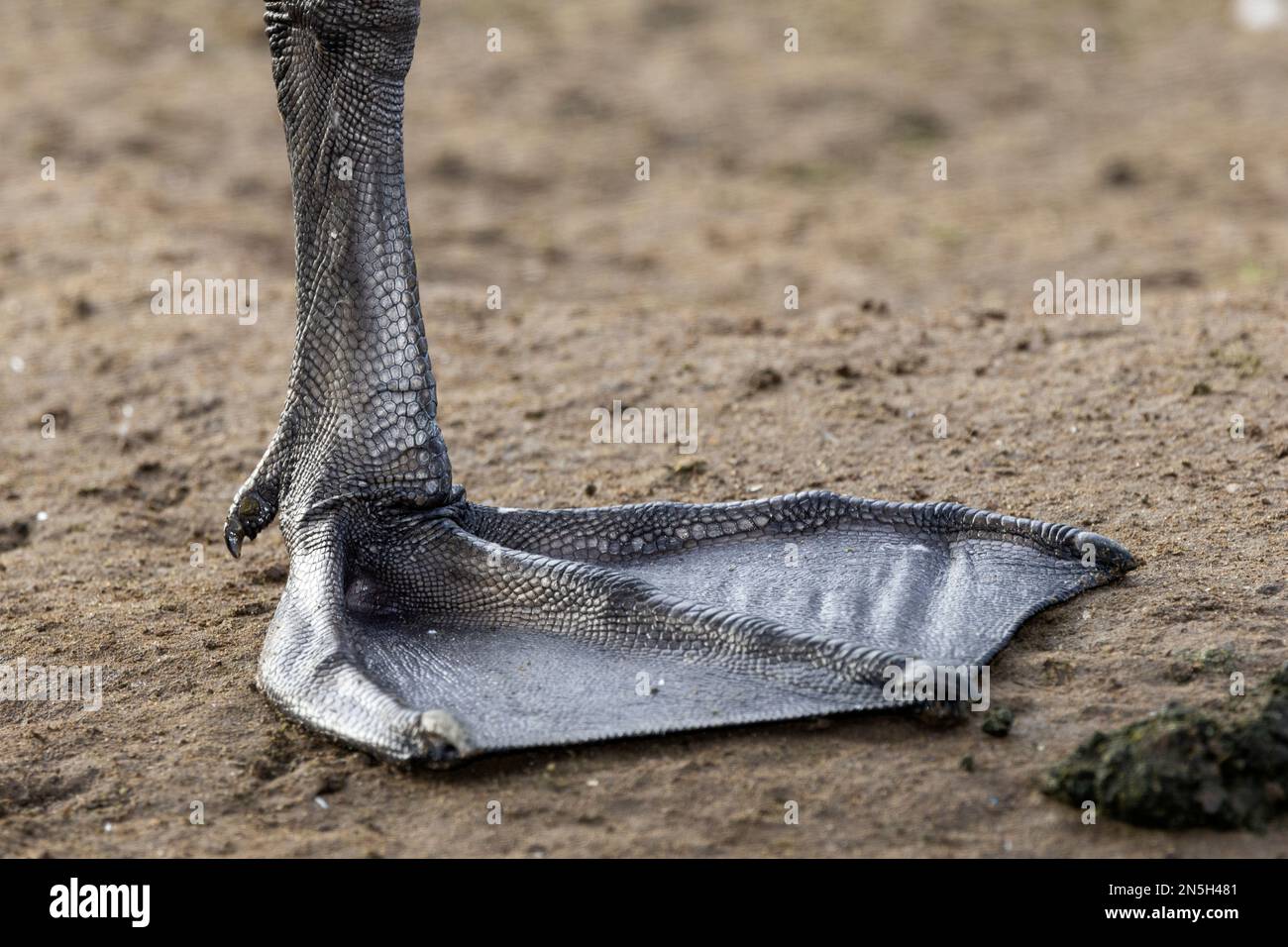 like all waterfowl the Whooper Swan has webbed feet. This provides this ...