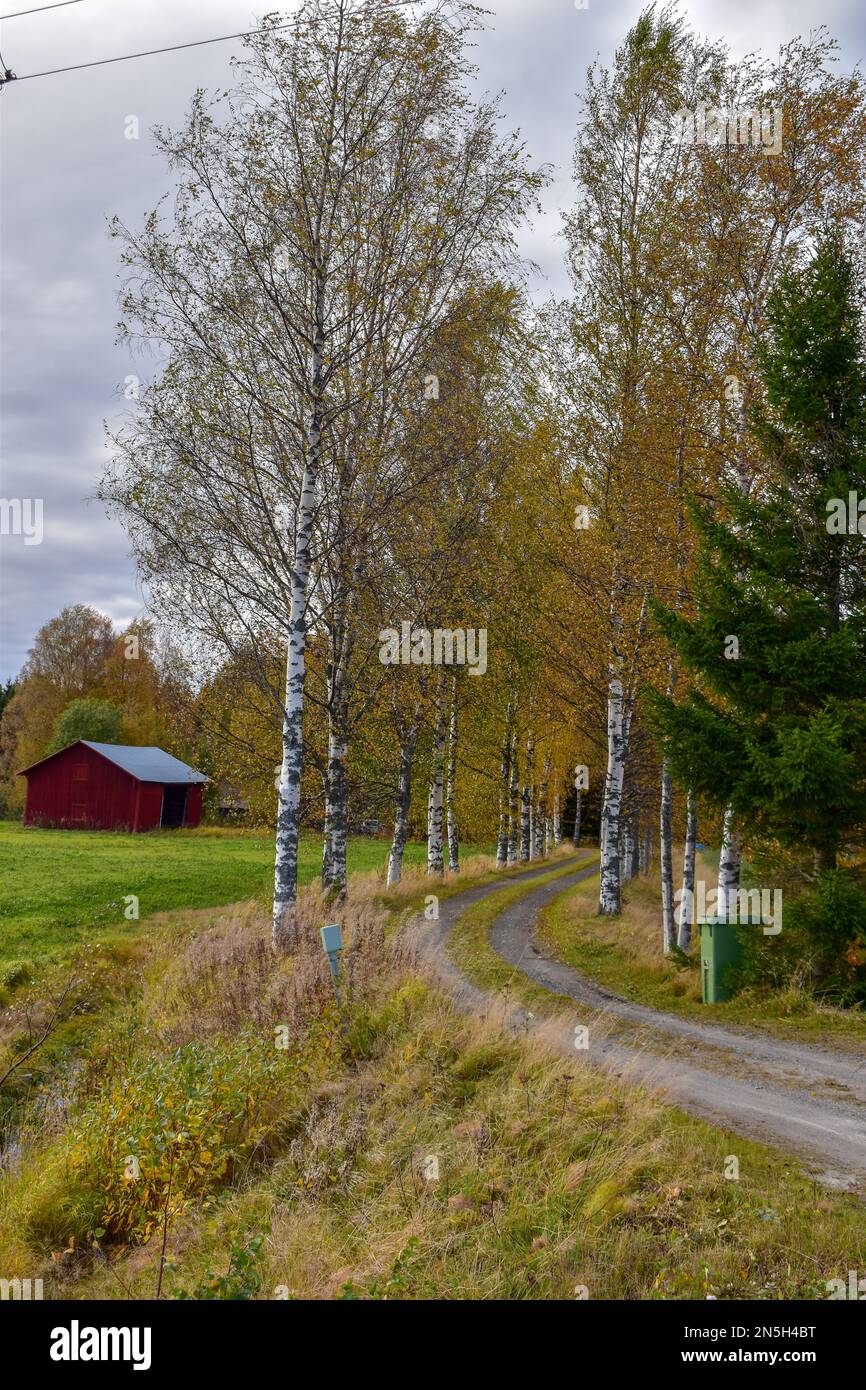 House and barn in a Swedish rural landscape. Outside of Umea ...