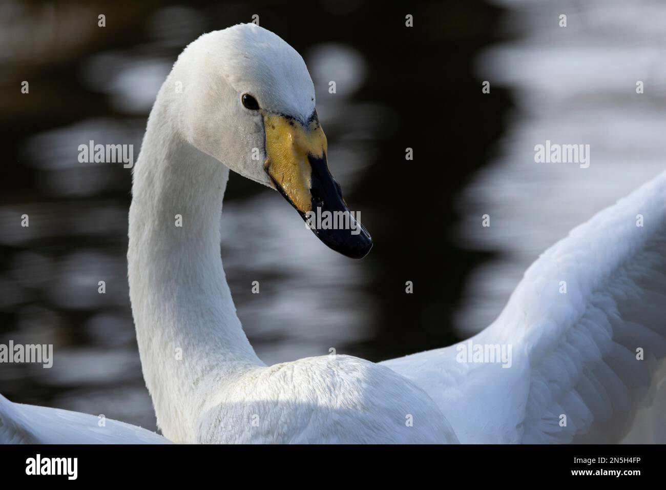Nearly the same size as the Mute Swan, the Whooper Swan usually swims ...