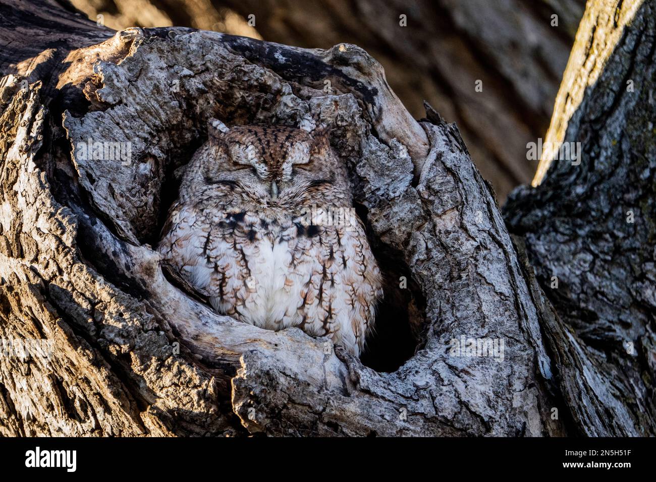 Eastern Screech-Owl resting in its den during an autumn afternoon Stock ...