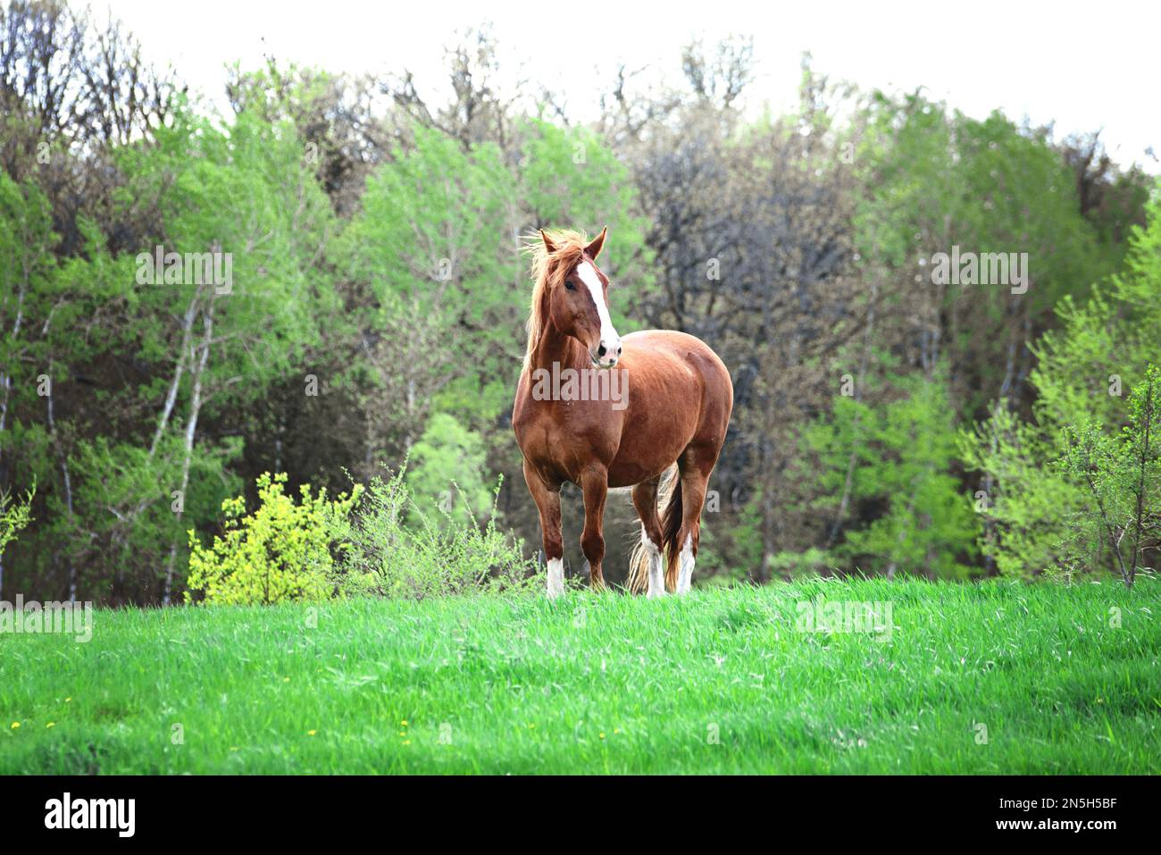 Brown horse with white blaze standing in meadow Stock Photo - Alamy
