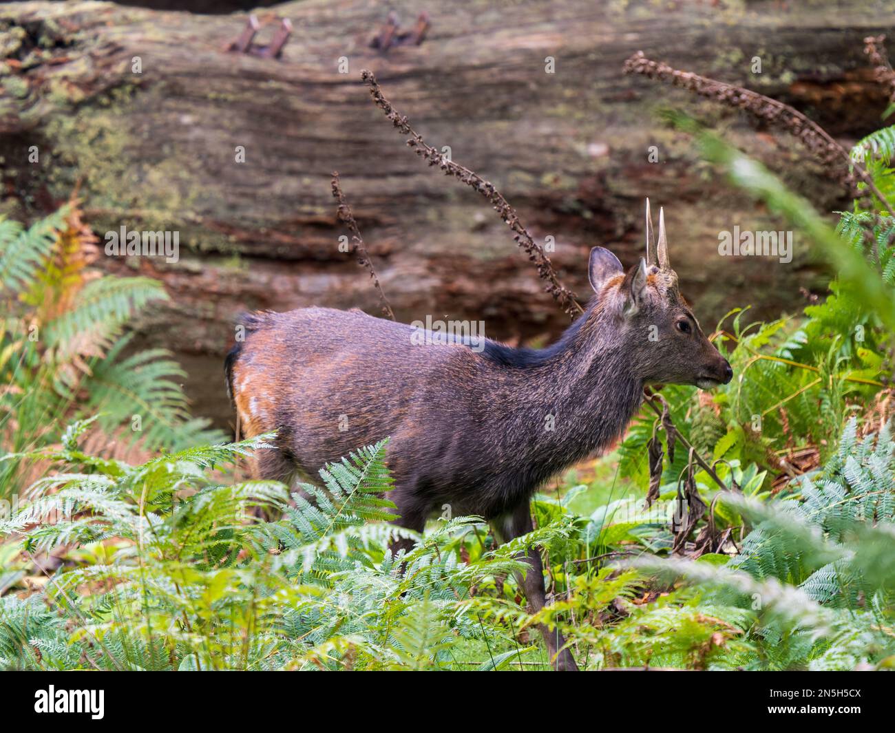 Male Sika Deer Stag Stock Photo - Alamy
