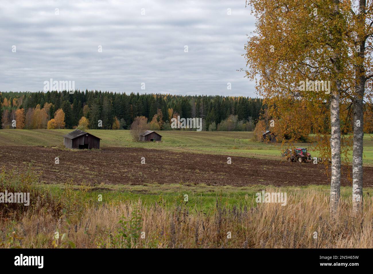 House and barn in a Swedish rural landscape. Outside of Umea ...