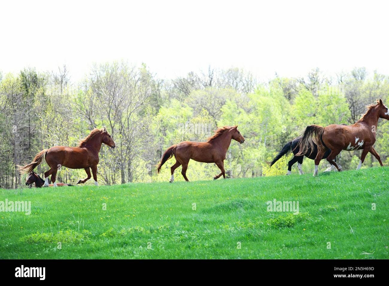 Wild Horses Galloping In A Meadow