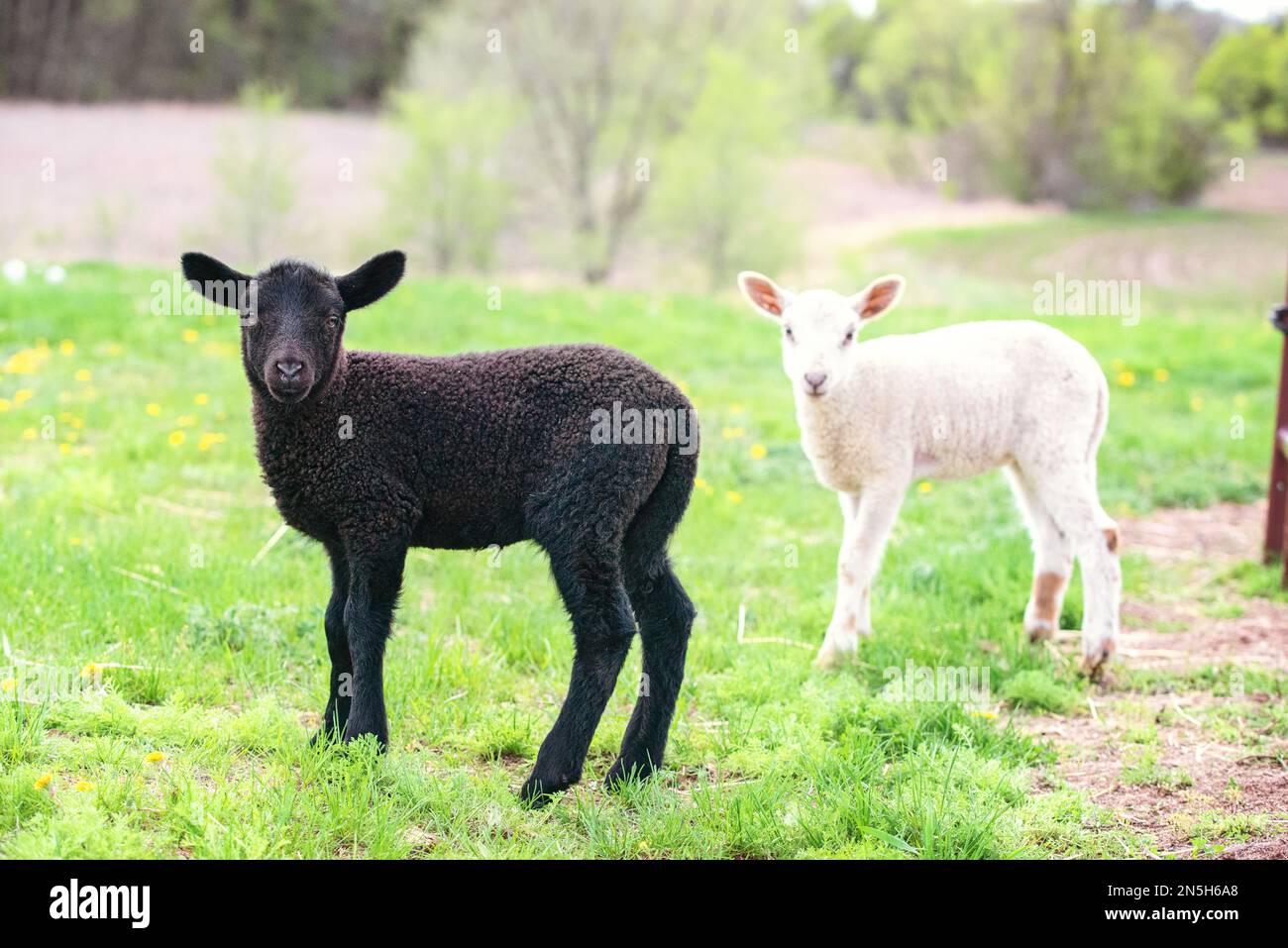 Black lamb and white lamb in farmyard Stock Photo - Alamy