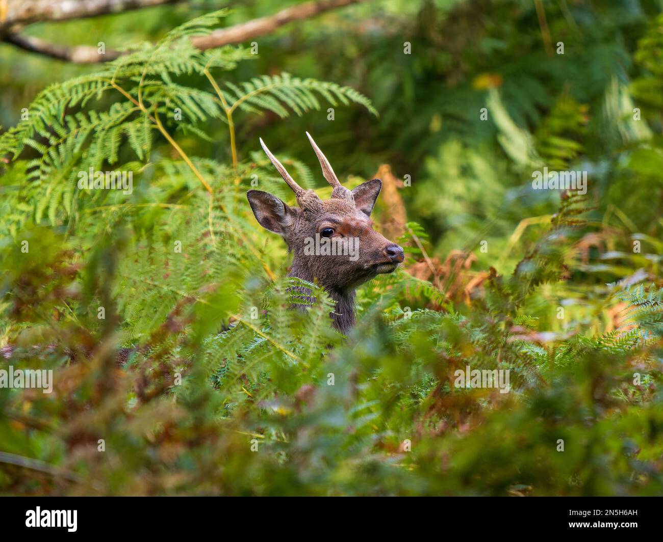 Male Sika Deer Stag Stock Photo - Alamy
