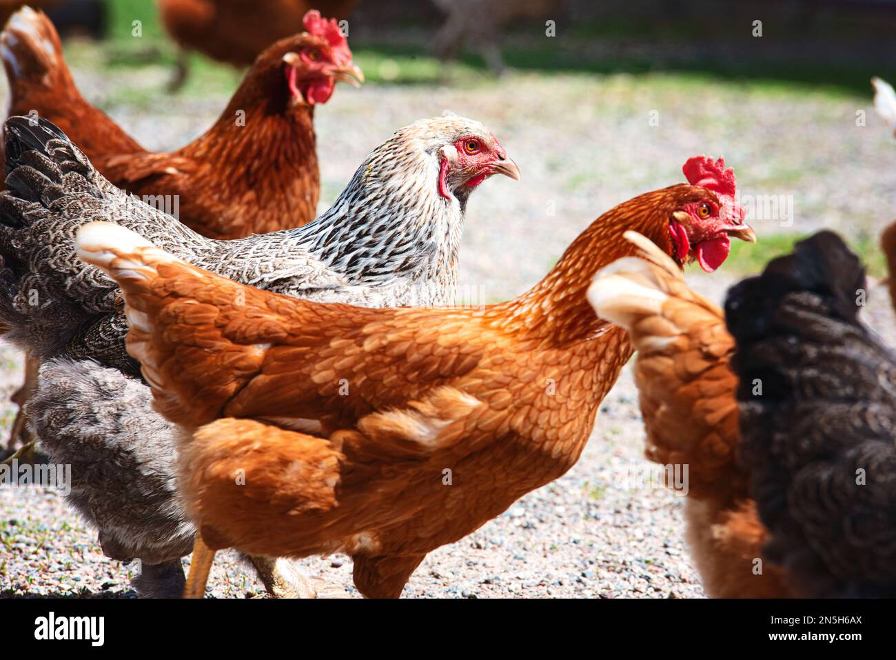 Chickens in barnyard hi-res stock photography and images - Alamy