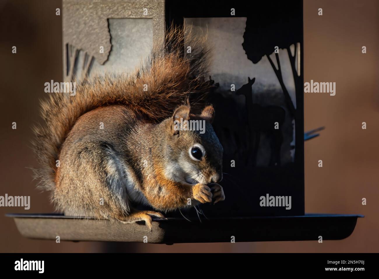 Red squirrel eating sunflower seeds from a backyard feeder in Taylors ...