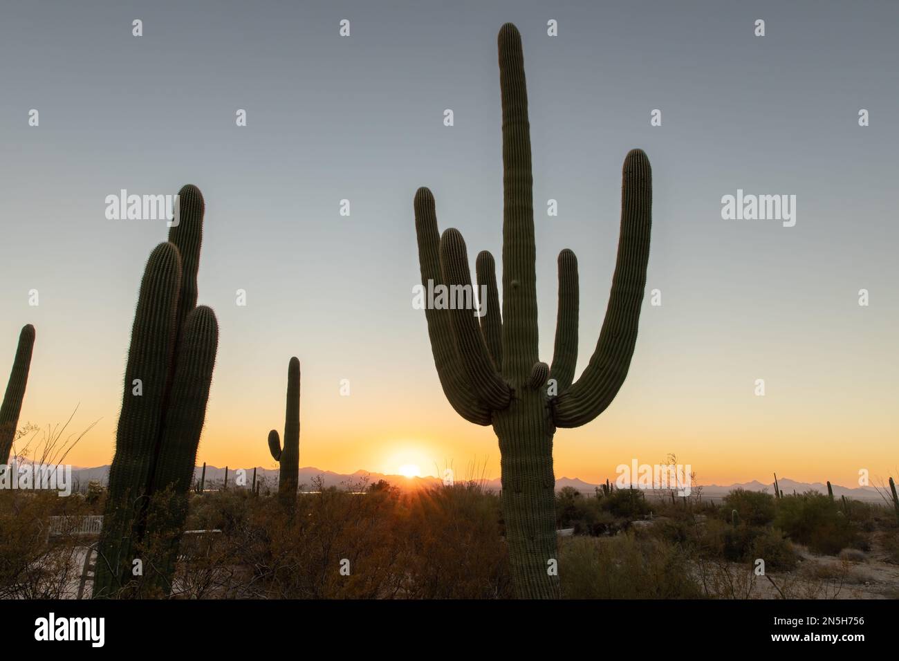 Big cacti in Saguaro National park at sunset Stock Photo - Alamy