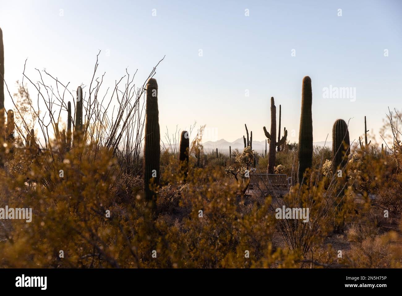 Visitors Center Walkway at Saguaro National Park at sunset Stock Photo ...