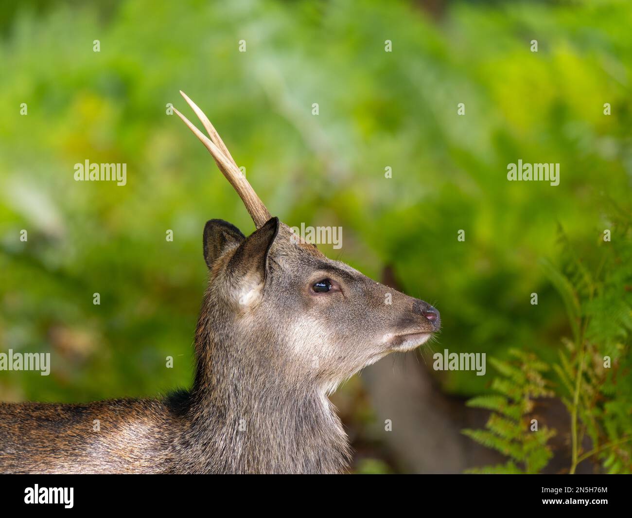 Male Sika Deer Stag Stock Photo - Alamy