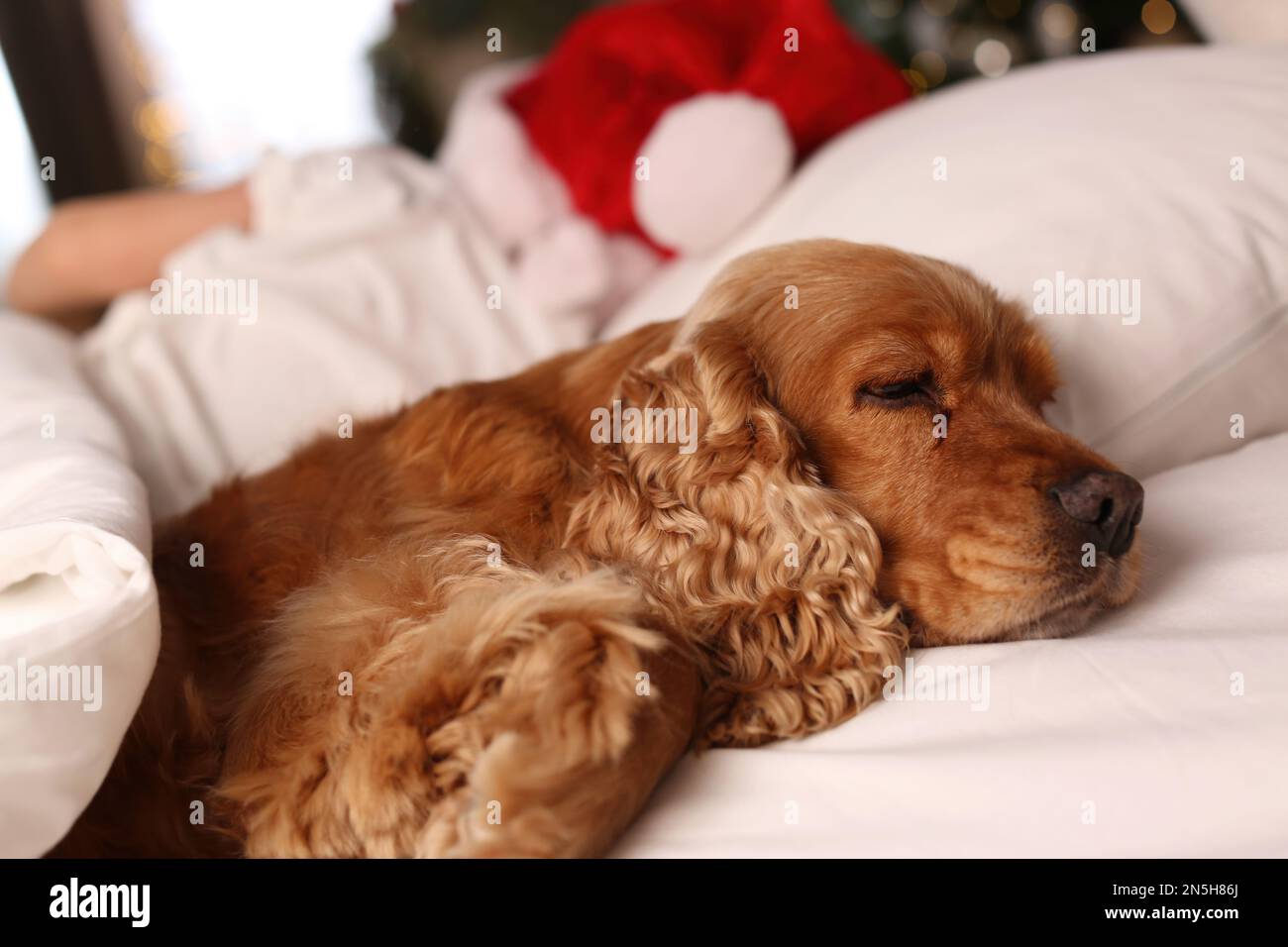 Cute English Cocker Spaniel lying on bed near child in Santa hat ...