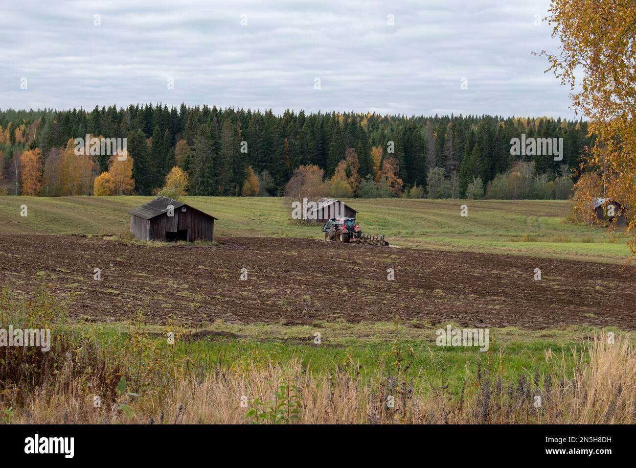 House and barn in a Swedish rural landscape. Outside of Umea ...