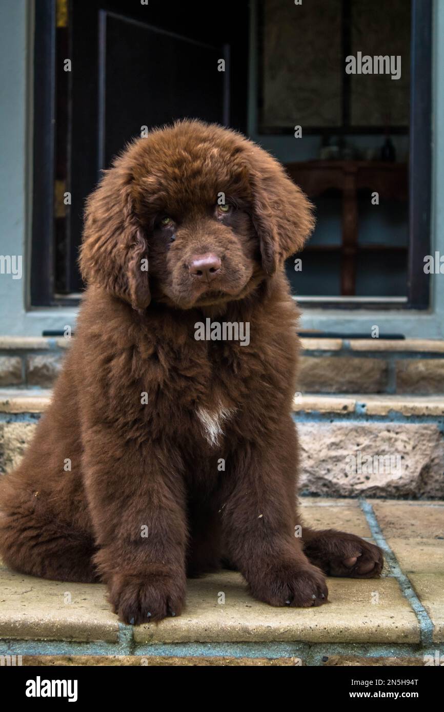 Portrait shoot with a puppy Newfoundland dog Stock Photo - Alamy