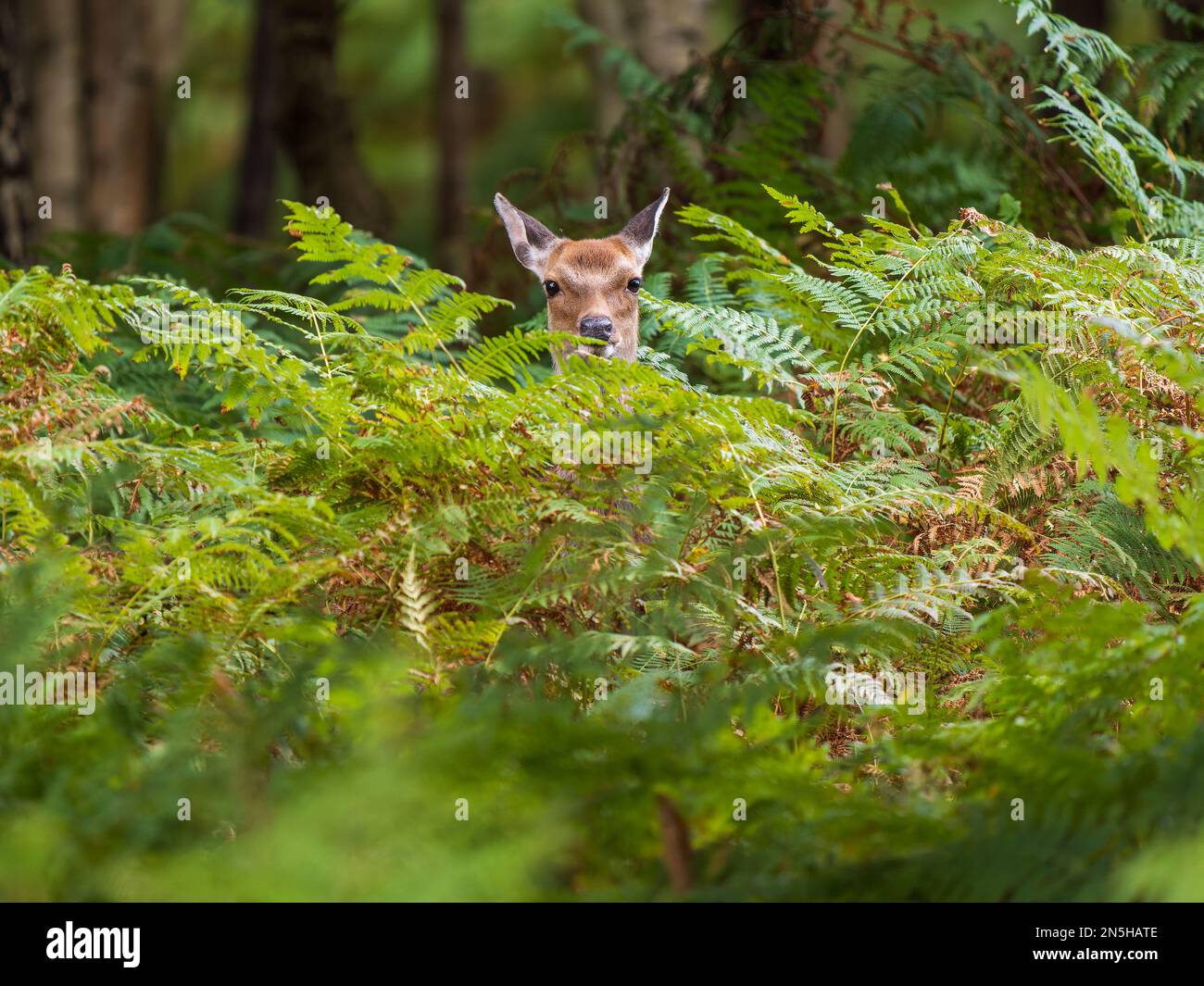 Female Sika Deer Hiding in the Ferns Stock Photo - Alamy
