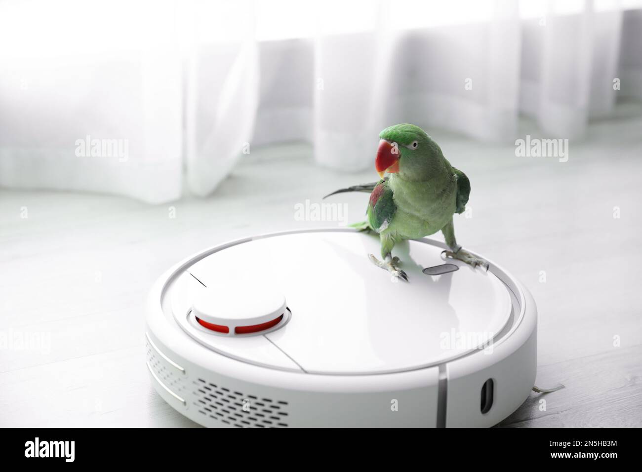 Modern robotic vacuum cleaner and Alexandrine parakeet on floor indoors ...