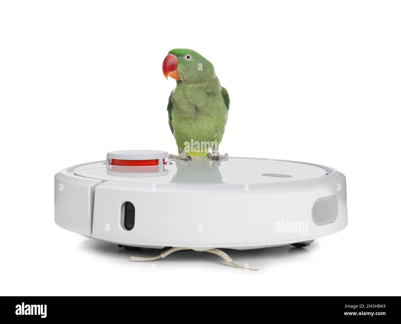 Modern robotic vacuum cleaner and Alexandrine parakeet on white ...