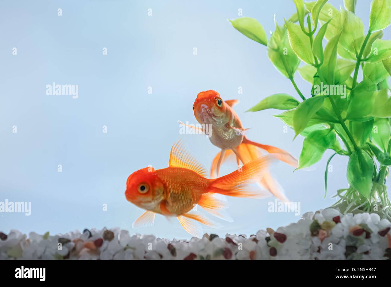 View underwater in small aquarium hi-res stock photography and images ...