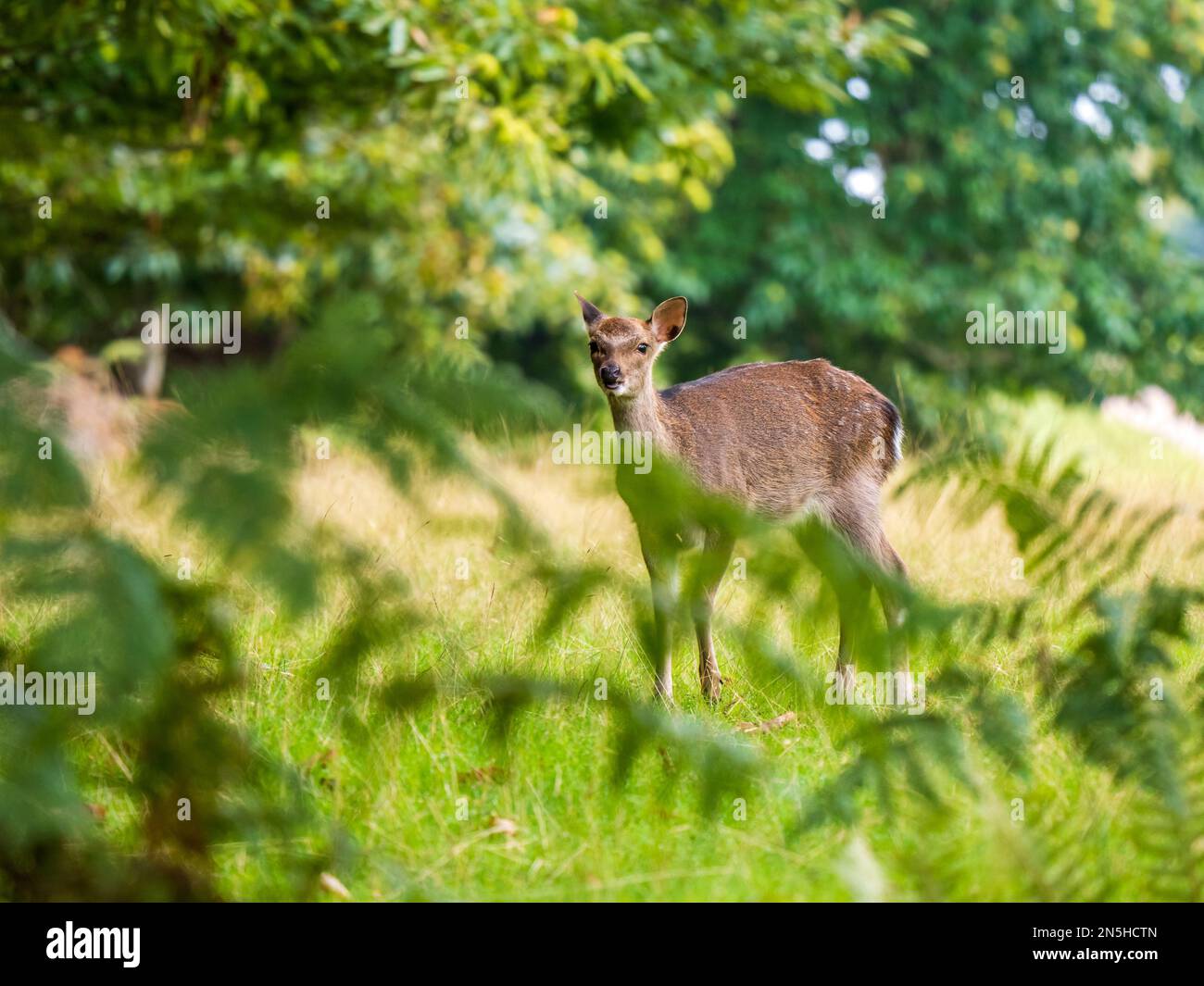 Female Sika Deer Hiding in the Ferns Stock Photo - Alamy